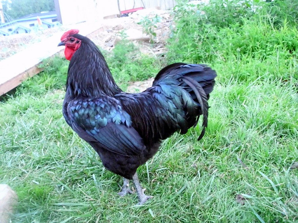 A Charmed Life: Black Javas--Doing My Part to Save an Endangered ...
