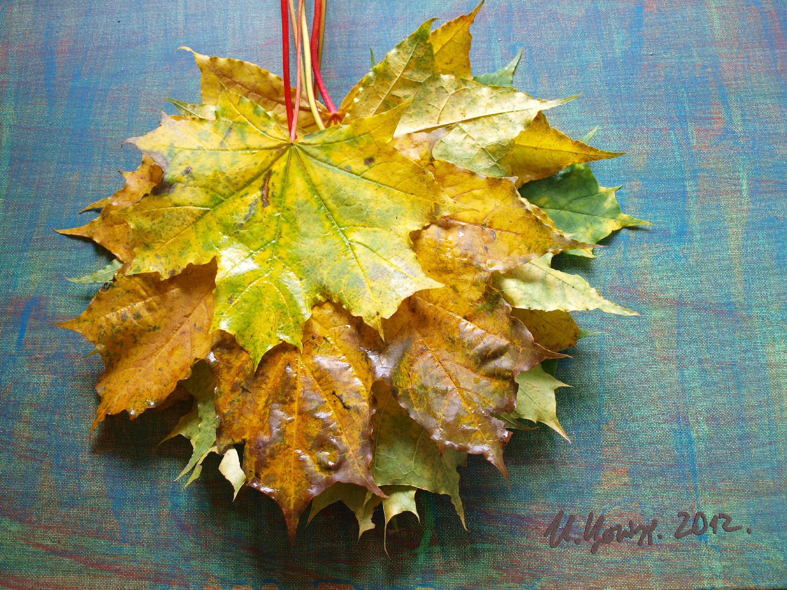 Kļavu lapas - PhotoBlogSite