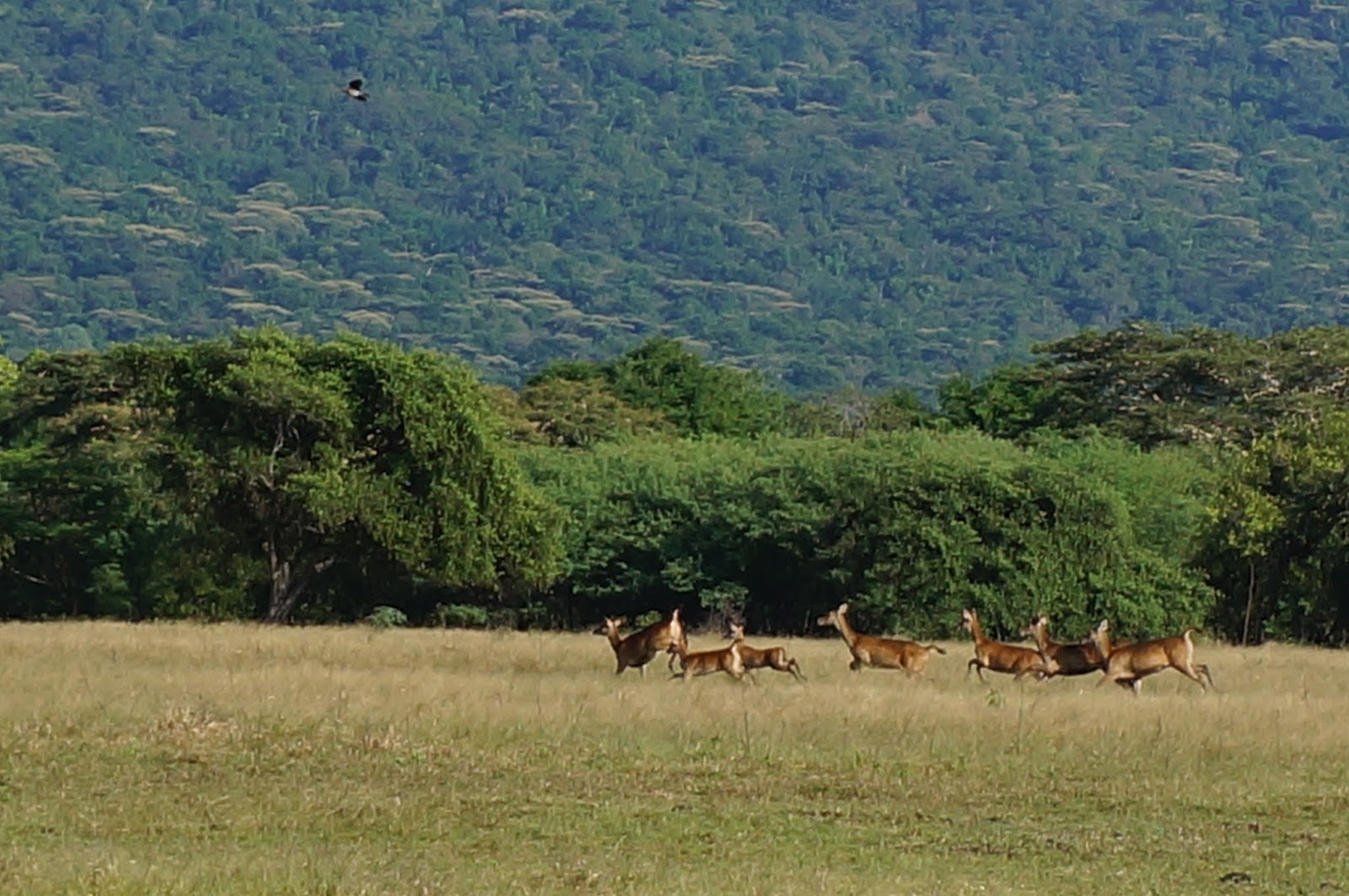 Baluran National Park Banyuwangi | Bromo Java Travel