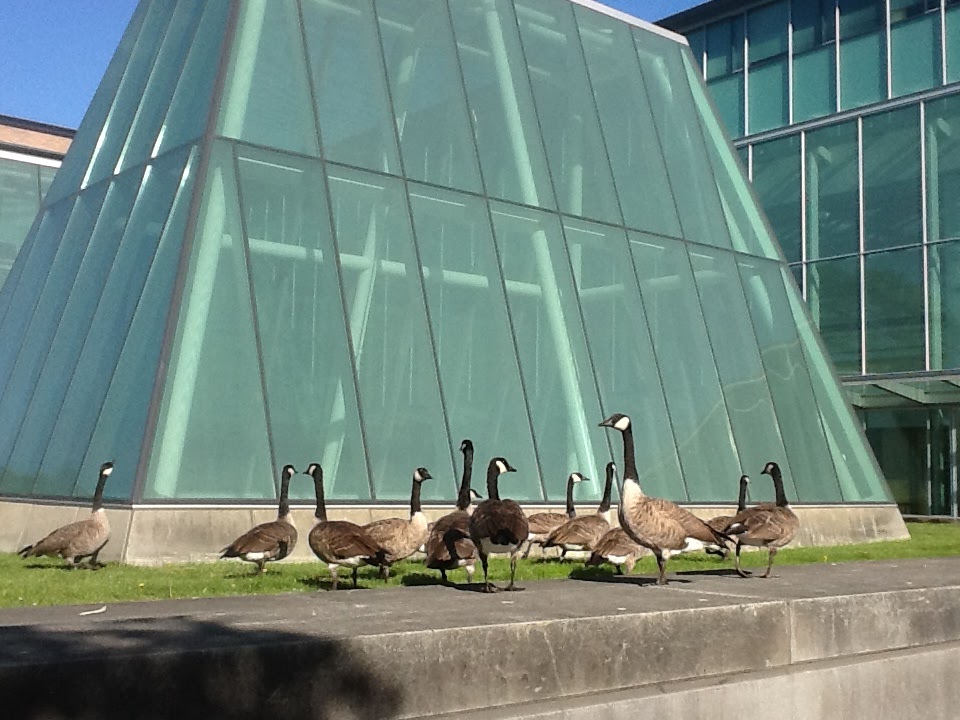 Gallagher Blogs: Gates Goose Sanctuary?