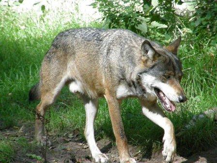 Lycographos: Status and diet of wolves in Greece: Papageorgiou, N ...