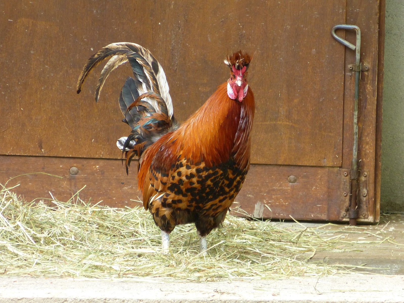 LE MAXIMUM: Photos de coq rouge