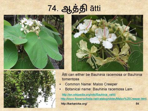 Trees in Kambaramayanam: July 2018