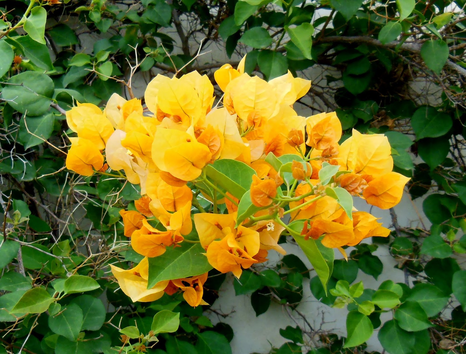 Mi herbario particular: BUGANVILLA