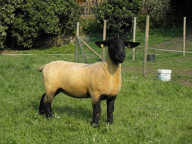VENTA DE OVEJAS RAZA SUFFOLK ( FERROL) GALICIA