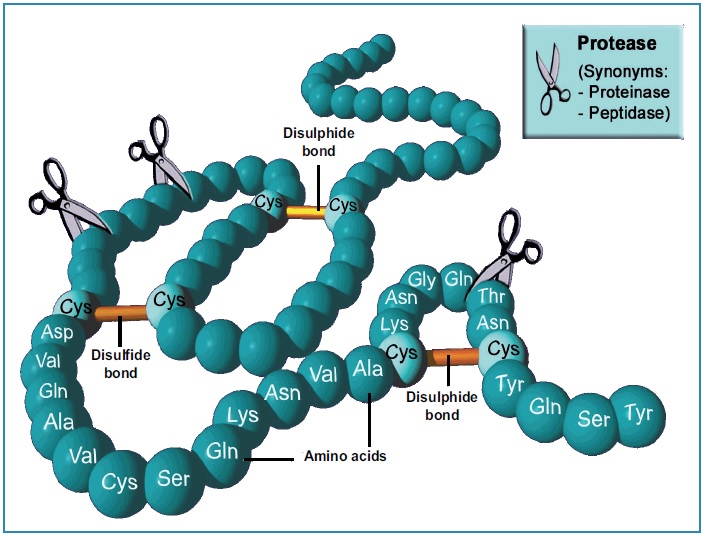 Flour Treatment : Enzymes