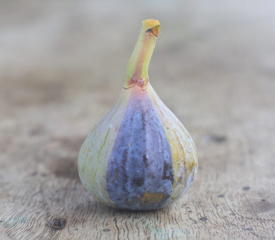 Fruits Seeker: Fichi variegati - variegated figs