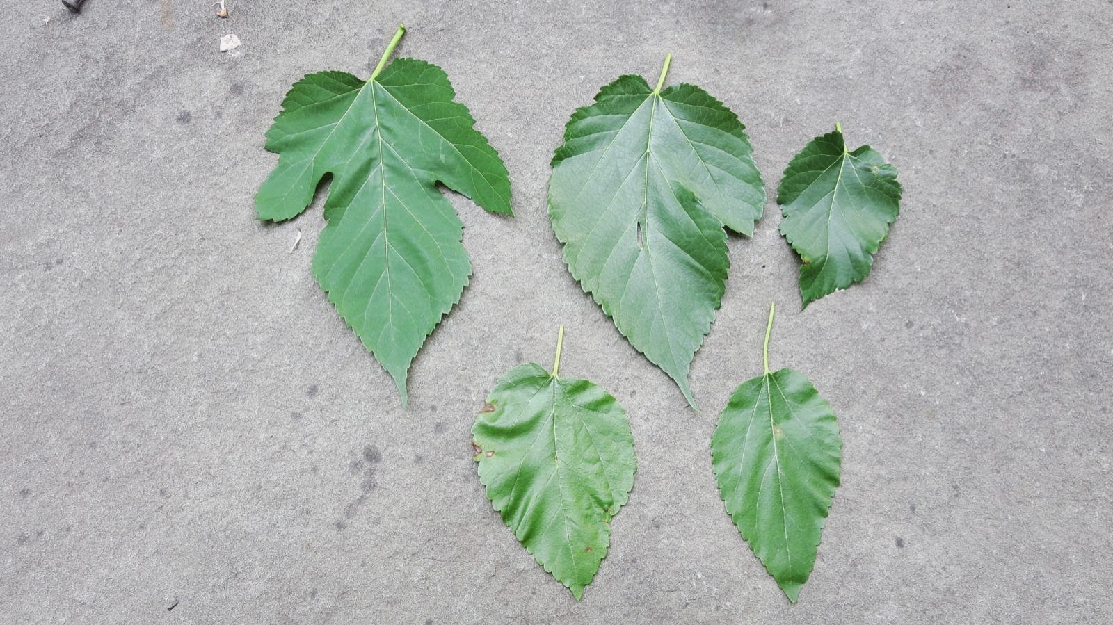 Princeton Nature Notes: Mulling Over Mulberries