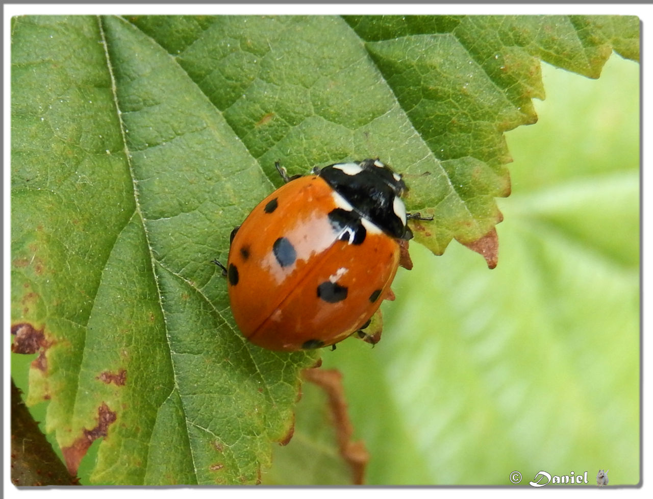 Photos Daniel: Insect