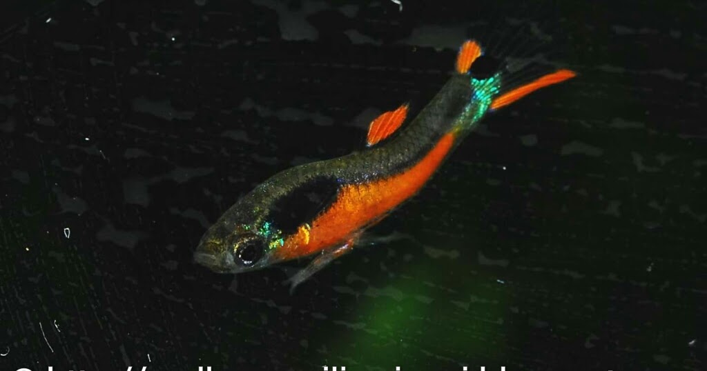 ENDLER POECILIA WINGEI Livebearers Cumana Area @endlerpoeciliawingei ...