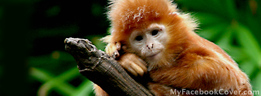 Facebook Monkey Covers - Facebook Covers, FB Cover, Facebook Profile Covers