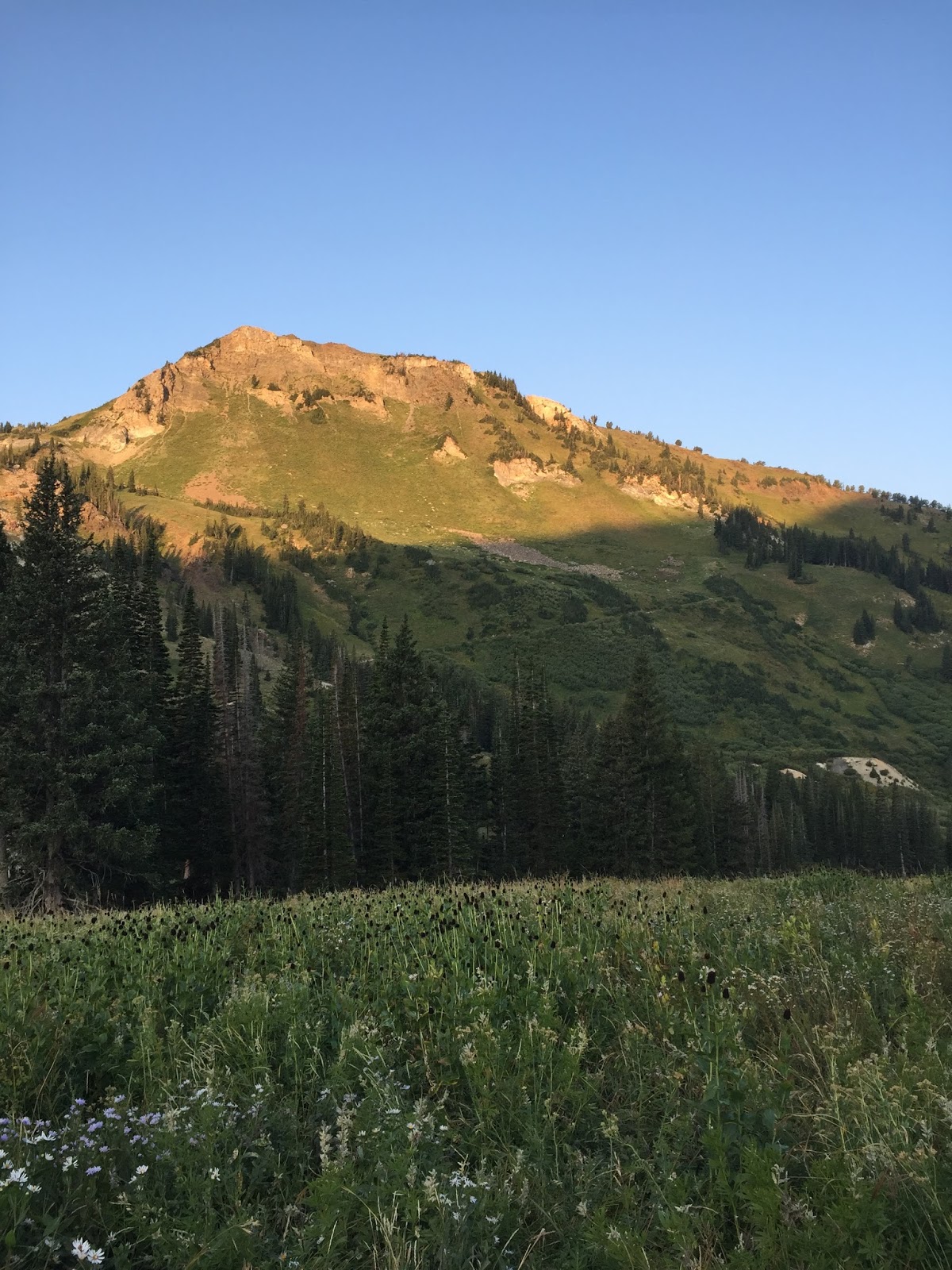 Jessindy's Hiking Adventures: Albion Basin Trail