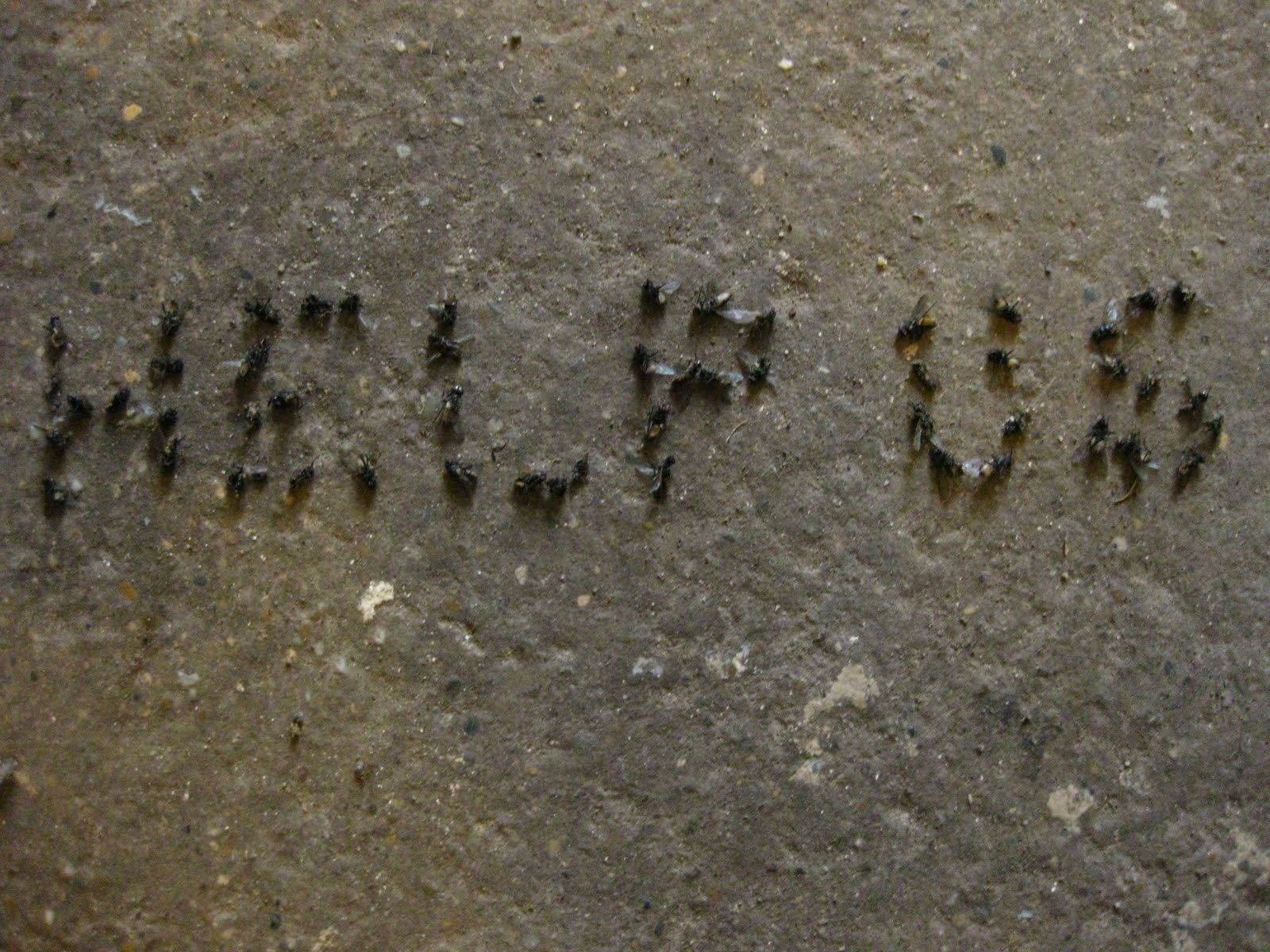 TISOTIT: Dead Fly Art by PC Smith