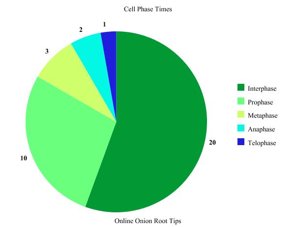 Biology!: Onion Root Tips Mitosis WebQuest
