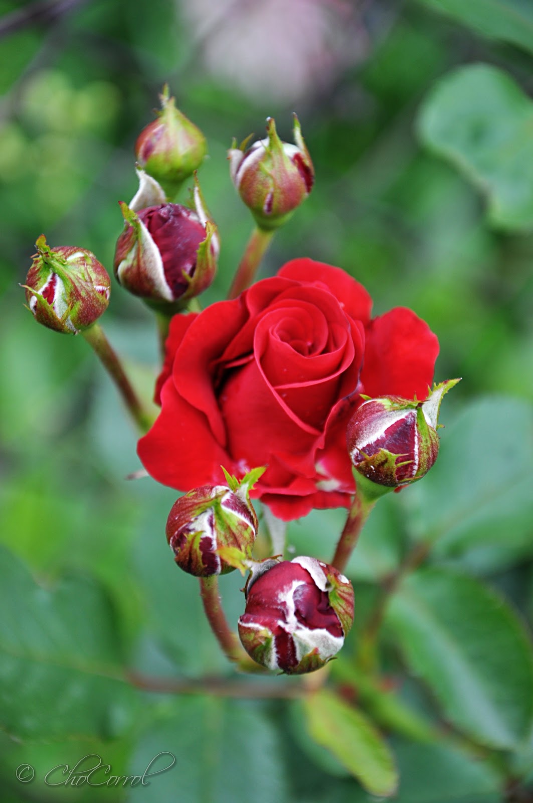 CoLoRes, SaBoRes, oLoRes...CoLoRs, TaSTeS, SmeLLS: roses/rosas