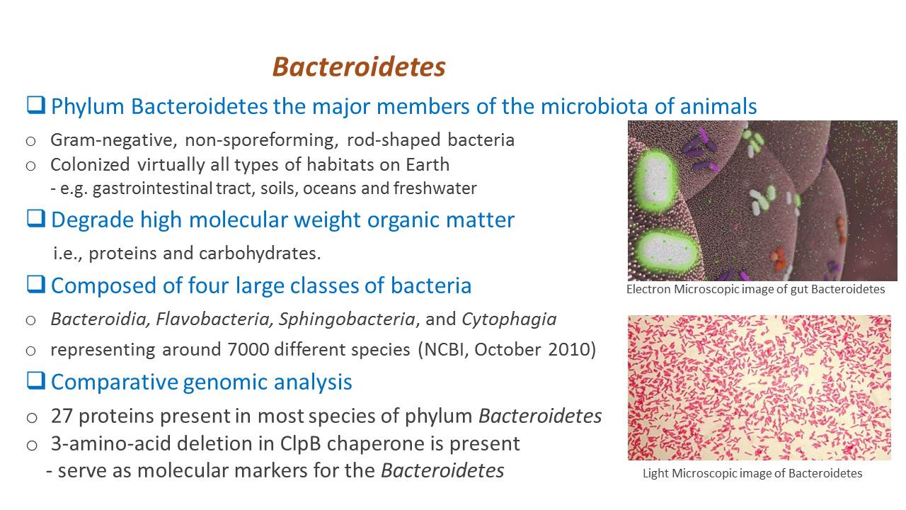 Phylum Bacteroidetes - Microbes World