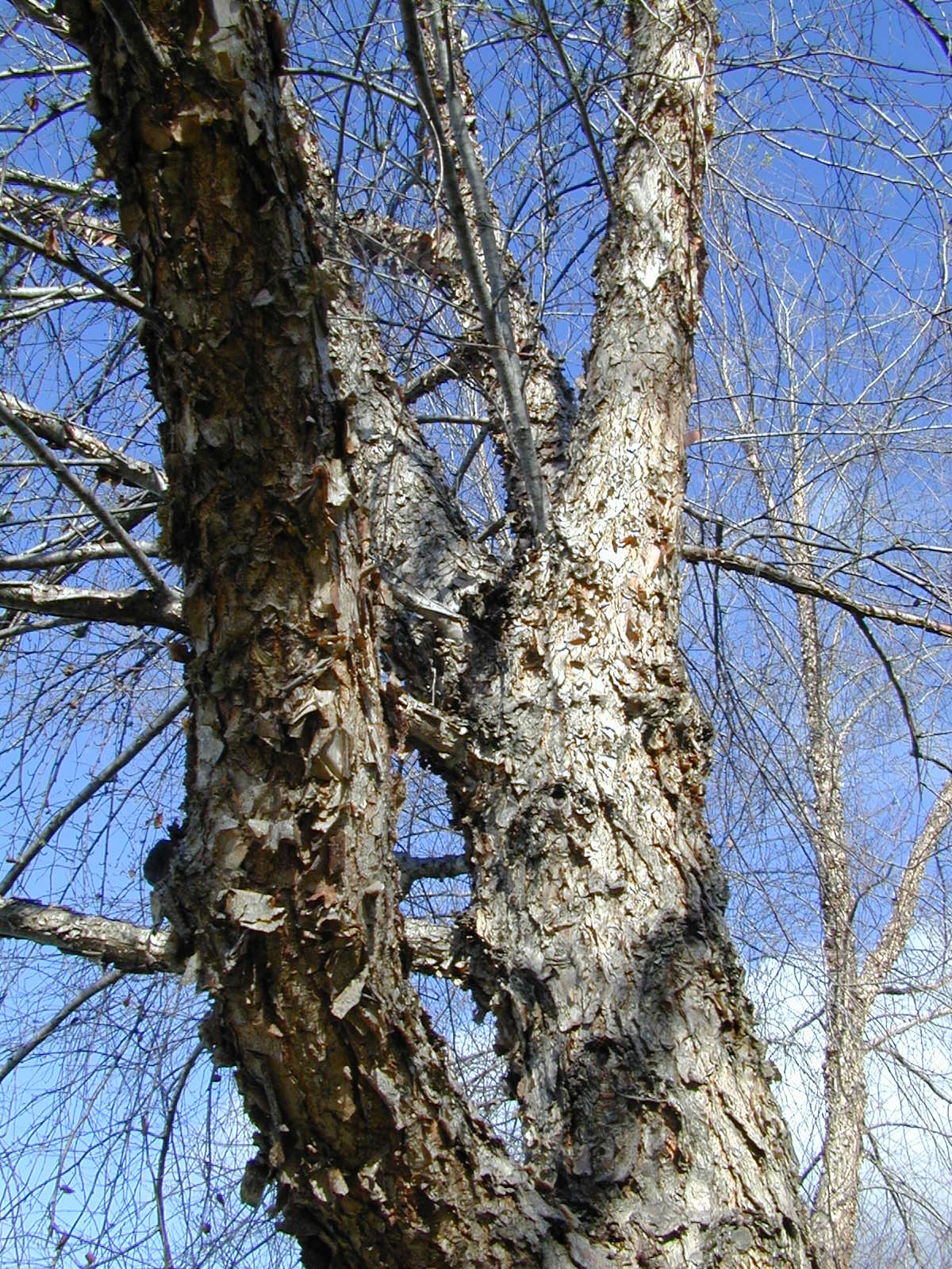 Trees of Santa Cruz County: Betula nigra - River Birch