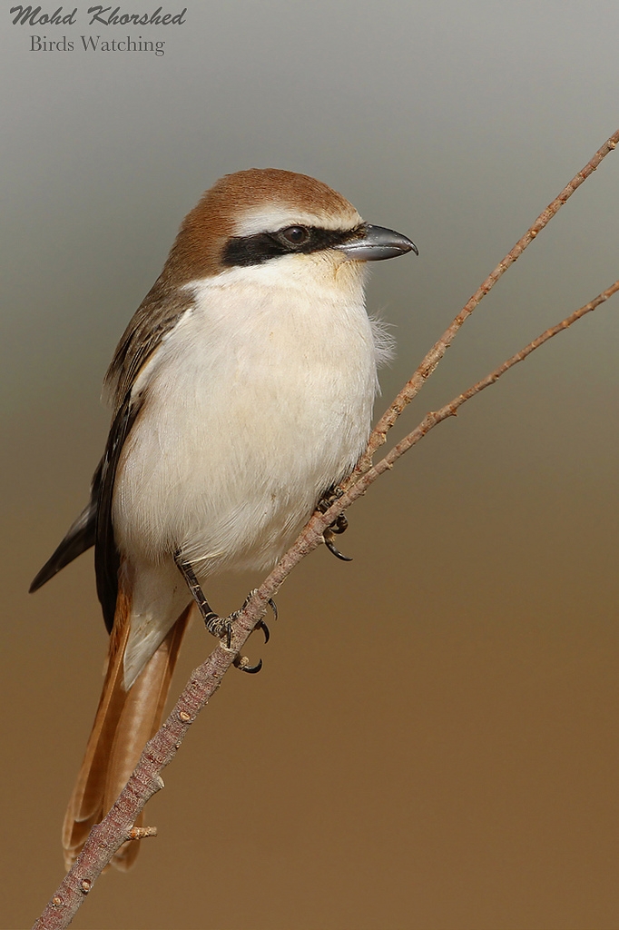 Burung Cendet - Long-Tailed Shrike (Lanius schach) - Ryan Maigan Birds