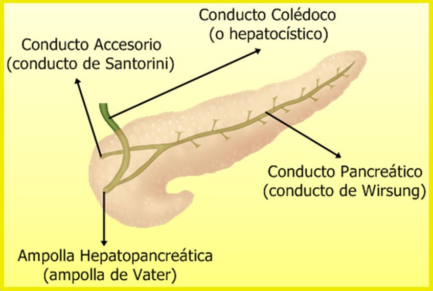 Páncreas ~ Biopsicosalud