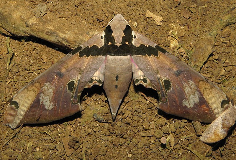 Birdernaturalist: Some Sphinx Moths of Costa Rica