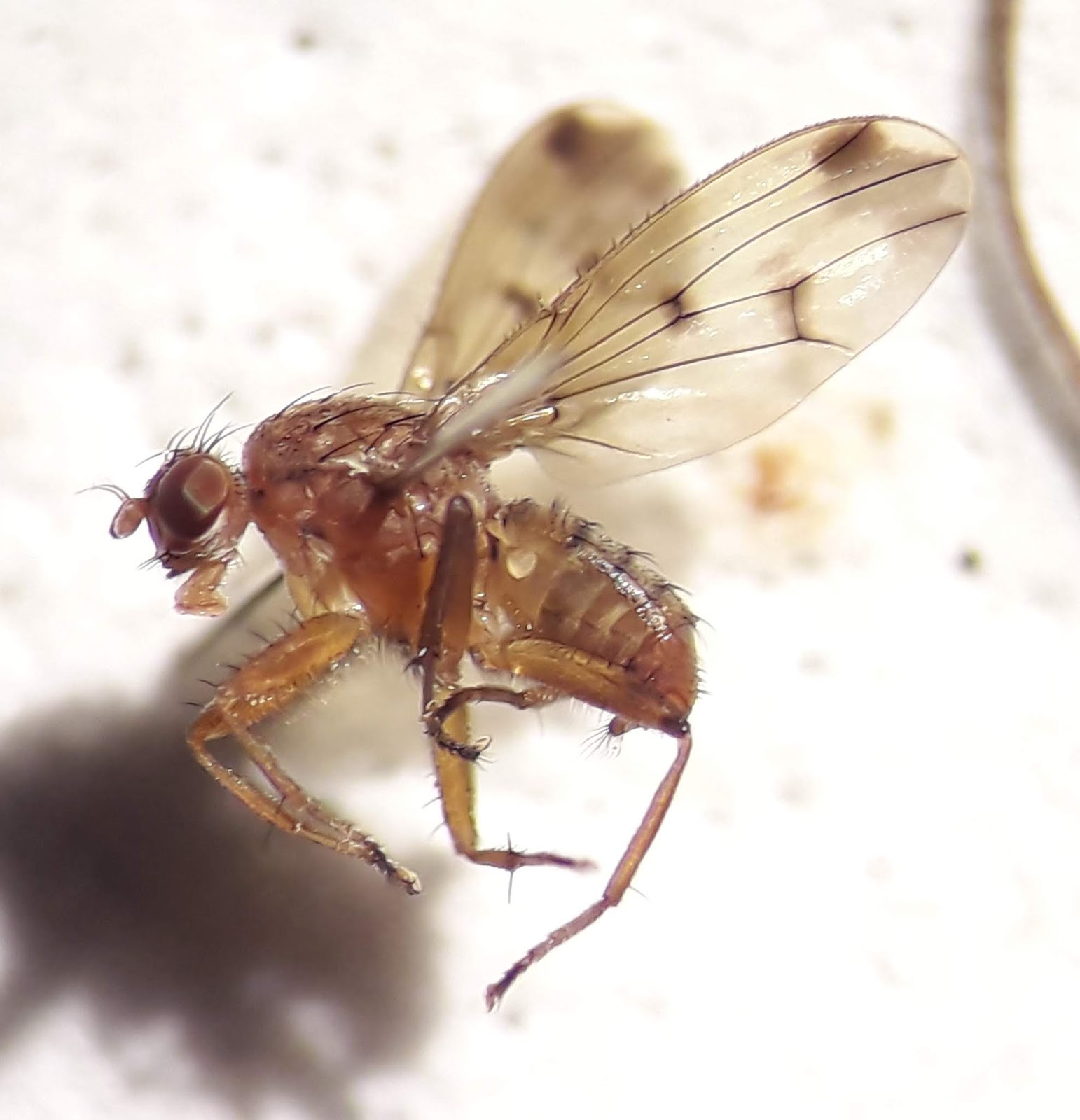 Flies of Fife: Suillia variegata in the Cullaloe Hills