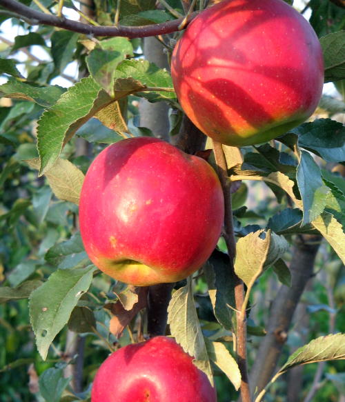 Sips of Sunshine: Where Apples Fall