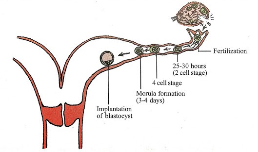 What is Ovulation and Fertilization ? Embryology | Anjani Mishra
