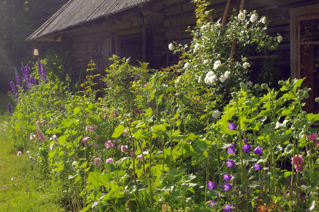 roos on roos: Pojengide....