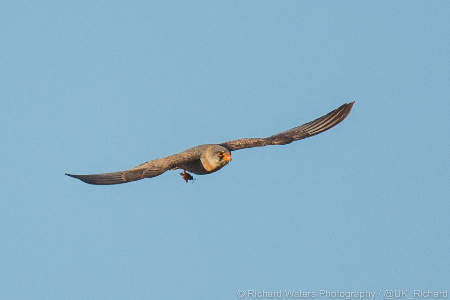 Richard Waters Photography: Red Footed Falcon - Frensham Common