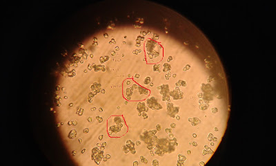 Praktikum Farmakognosi : Amylum Maydis dan Amylum Oryzae