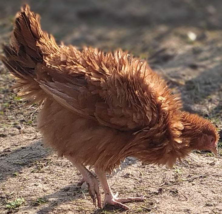 BM HEN FARM: Organic local chicken at mahendranagar