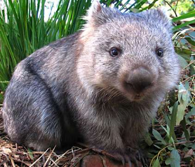 Wombat | The Life of Animals