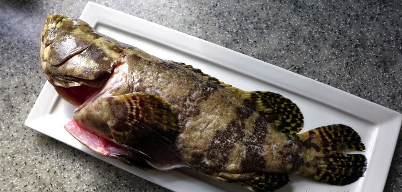 Grouper Fillet Supplier, Grouper Fish Manufacturers, Frozen Grouper ...