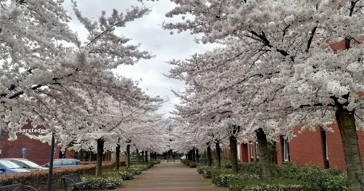 Dorpen en Steden van Nederland: Nistelrode (Noord-Brabant)