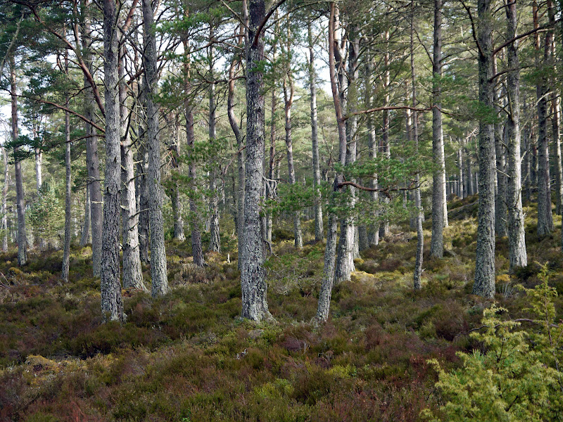 walking the rainbow trail: Nethy Bridge revisited
