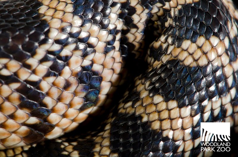 Endangered snakes hatch, set out for release