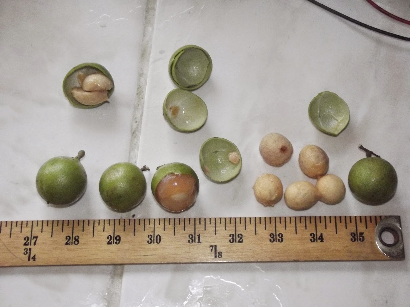 Thede Connection- HAITI/Zambia: Kenip seeds