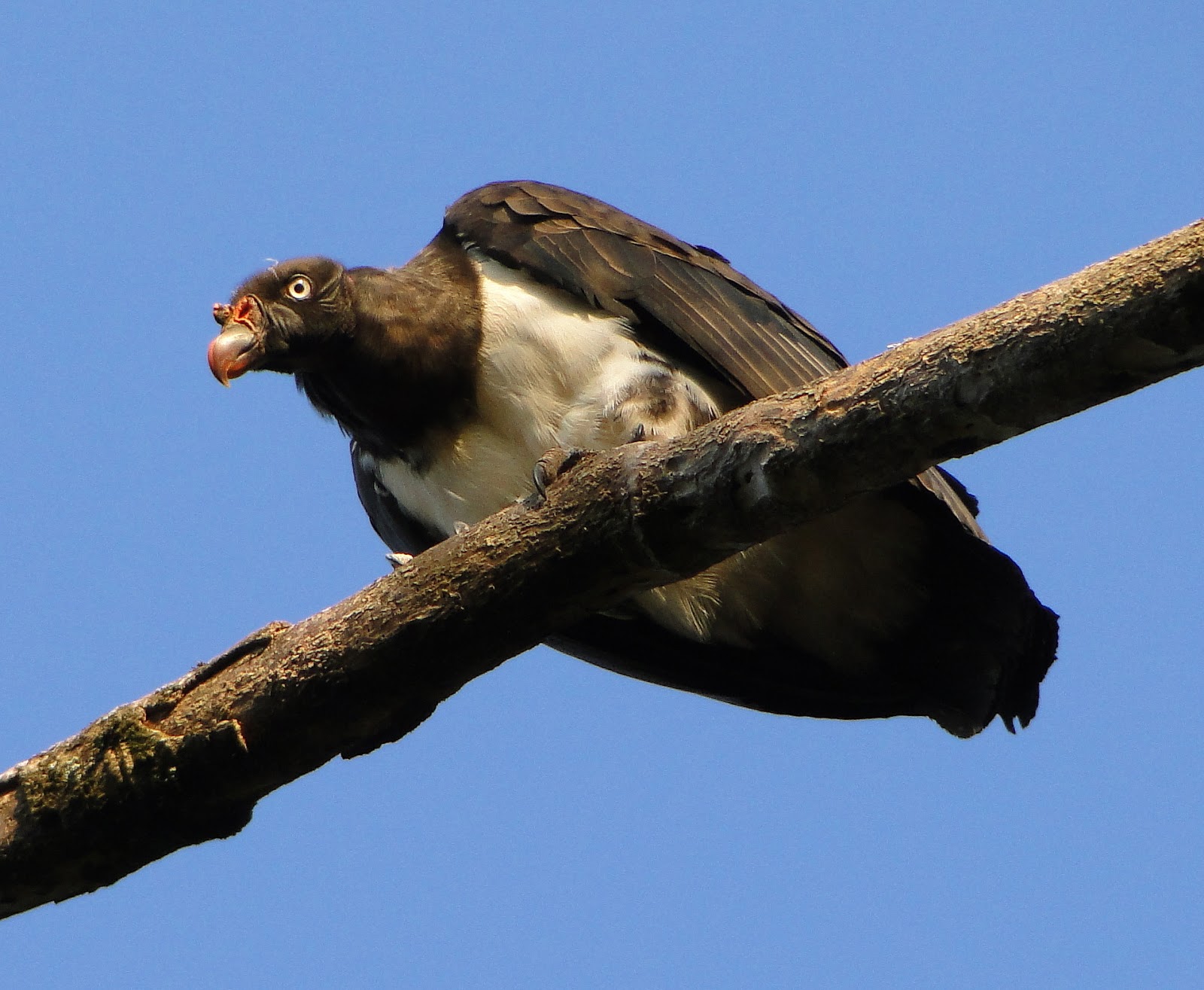 Bellas Aves de El Salvador: Sarcoramphus papa (rey zope, zopilote real)