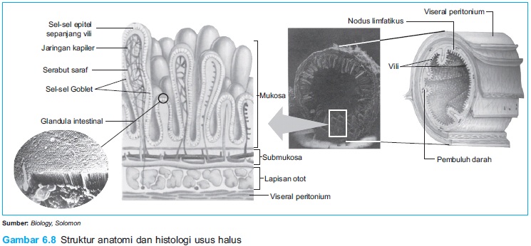 Anatomi & Pencernaan Usus Halus