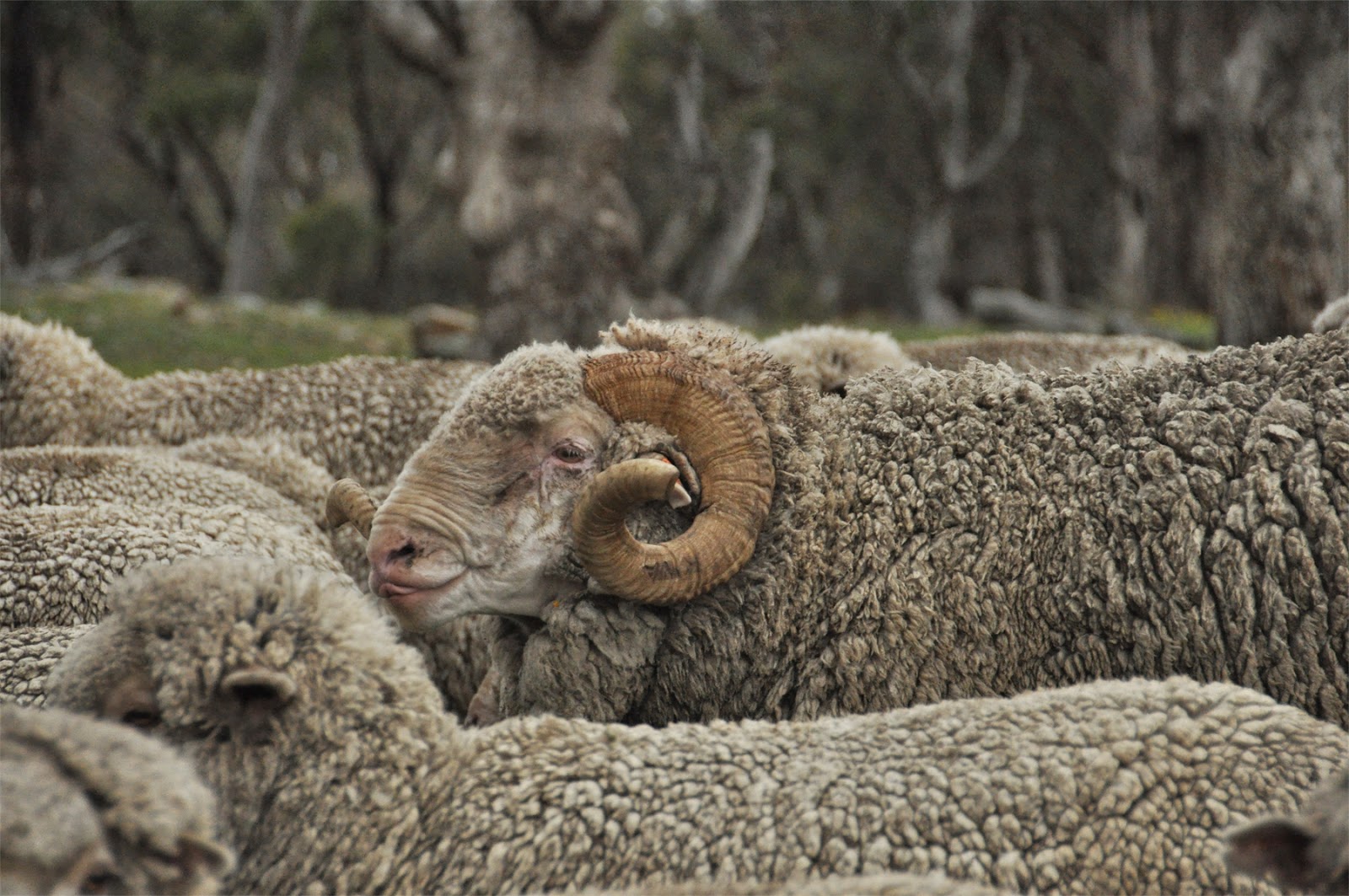 Imagery from Life: The Rams are in.