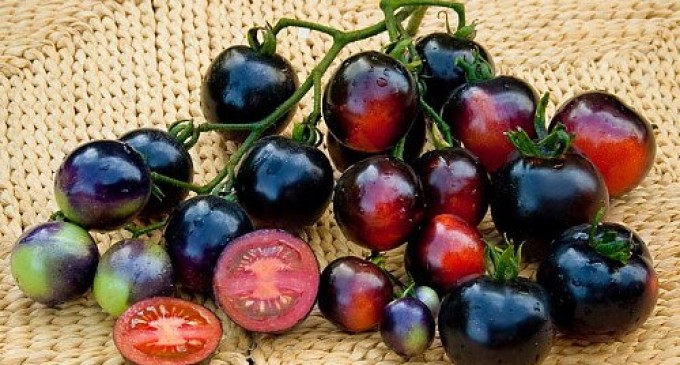 Mengenal Manfaat Si Tomat Hitam - Lim Corporation