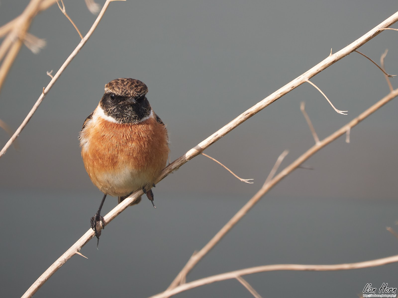 European Stonechat Portrait