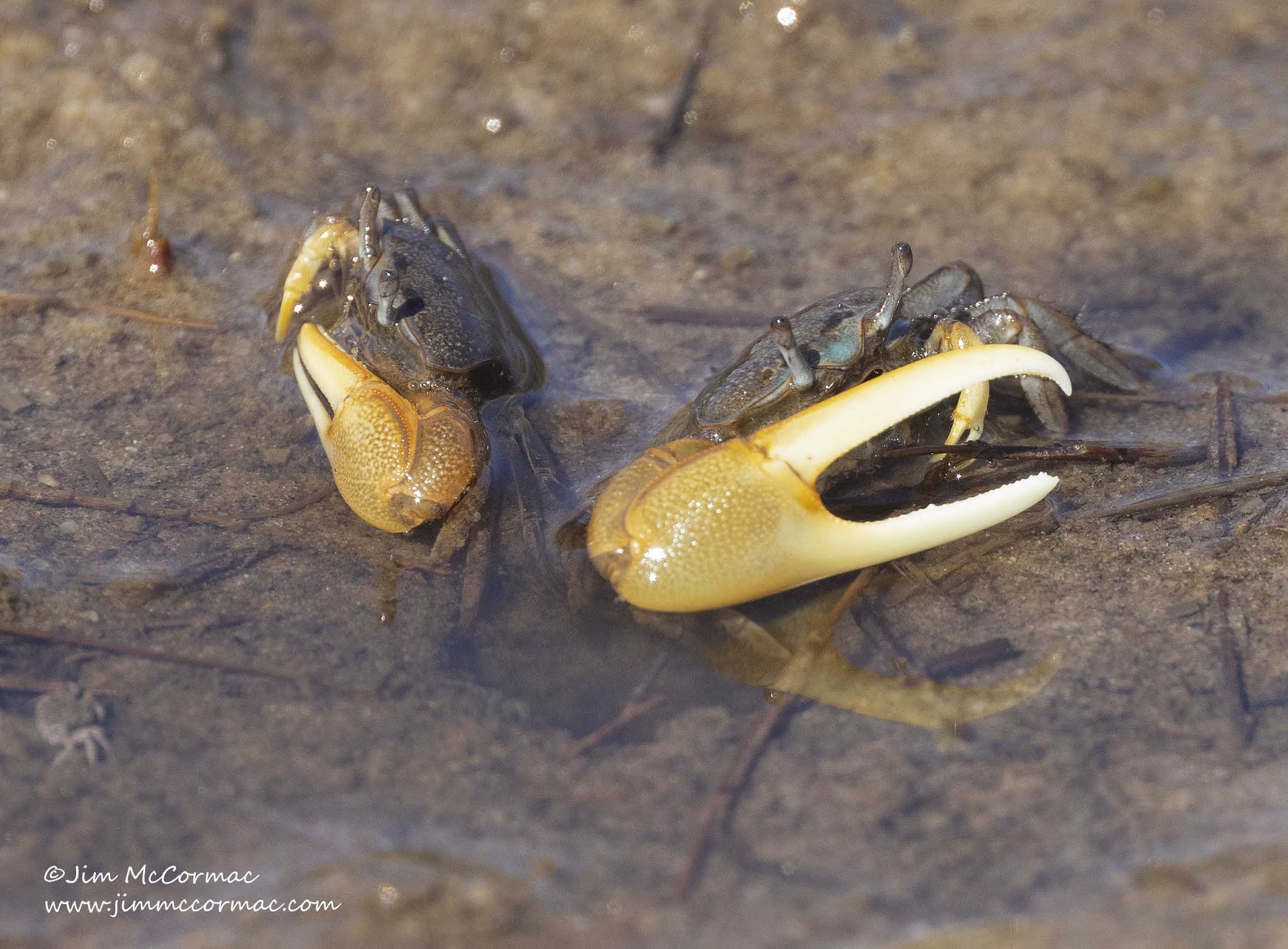 Ohio Birds and Biodiversity: Mud Fiddler Crab