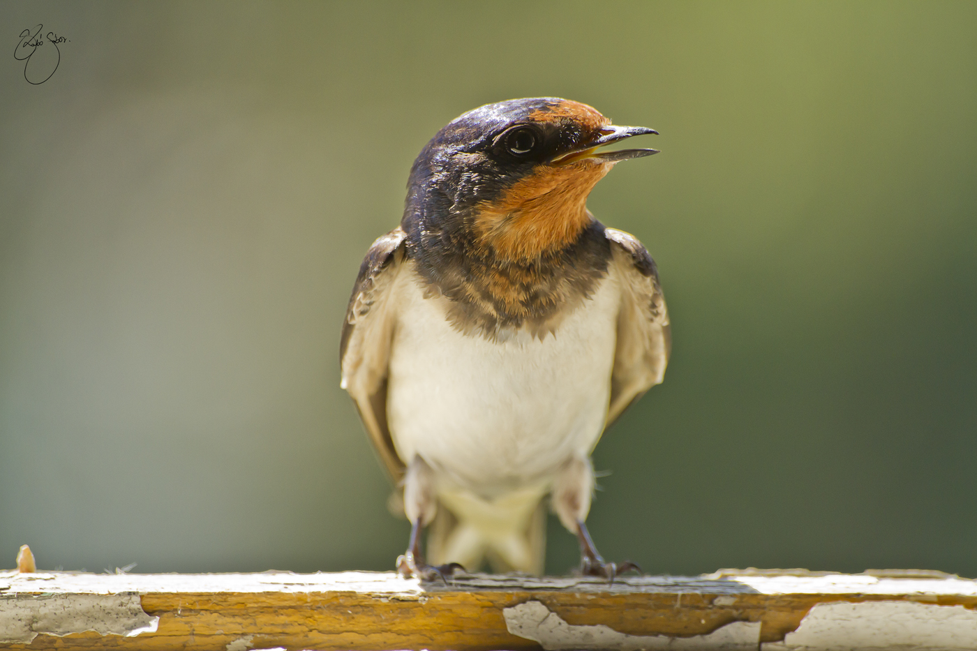 Fototaxis - Barangolások a világban: 2011.06.13