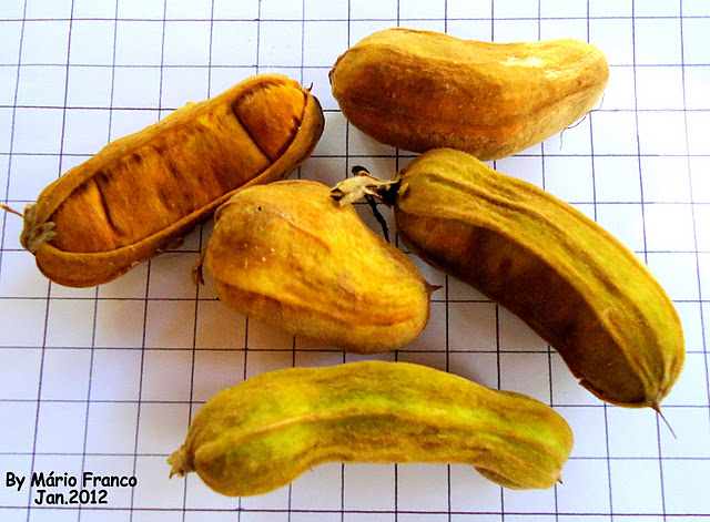 Meu Cantinho Verde: INGÁ - ( Ingá vera Willd )