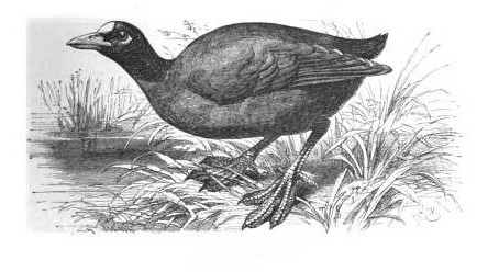 The Reverend Fowl ™: Coot Style | Rough Plate ™ Cooking Series