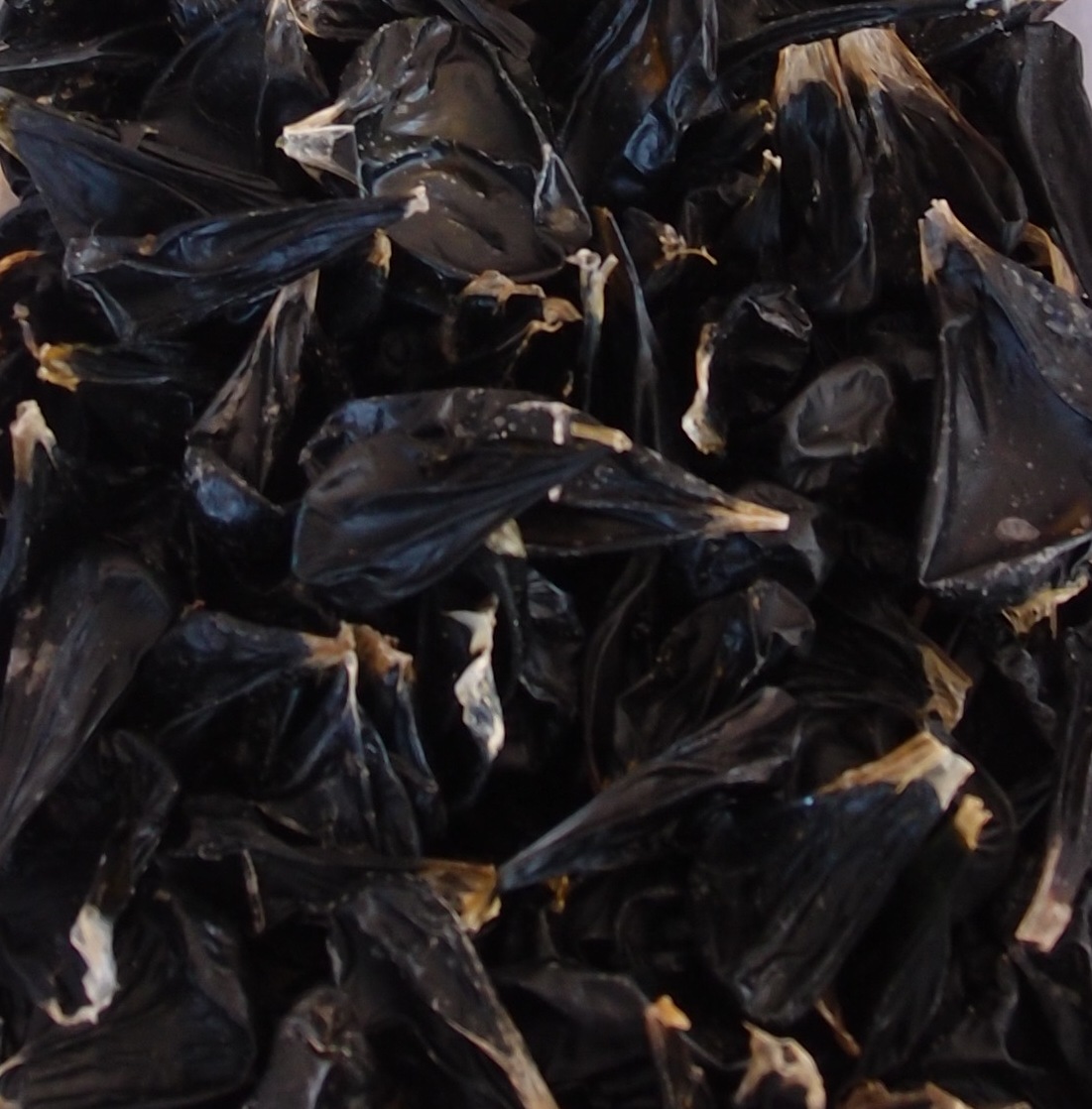 Xing Fu: SNAKE GALLBLADDER