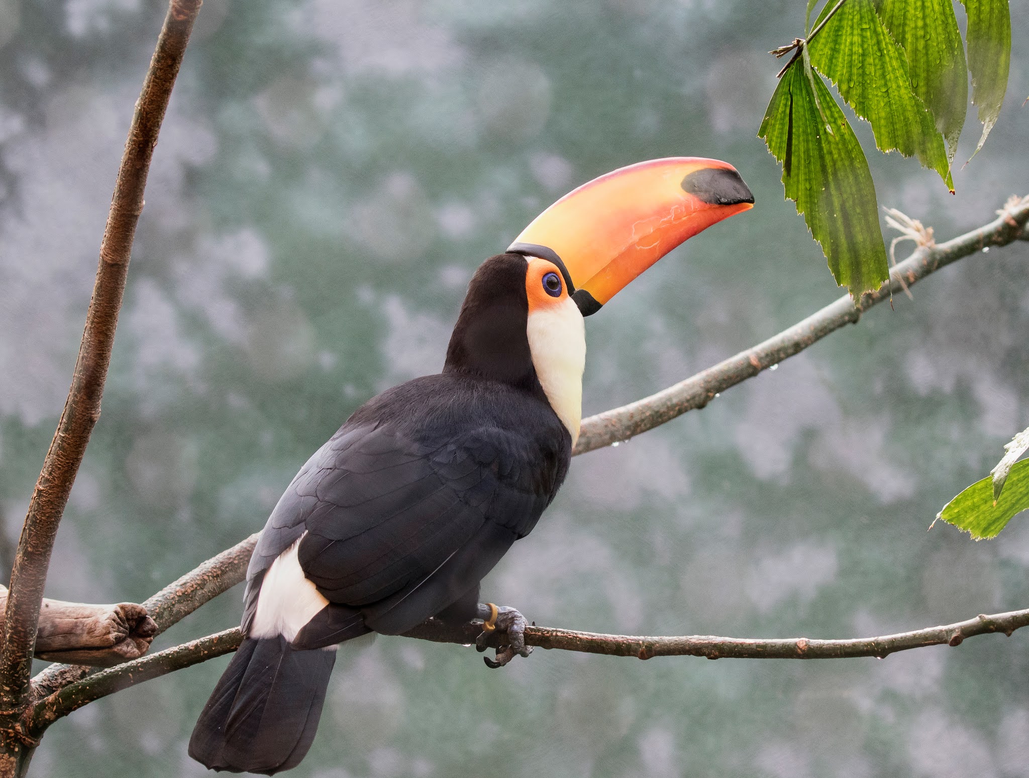 Celebrate World Rainforest Day by protecting wild lands