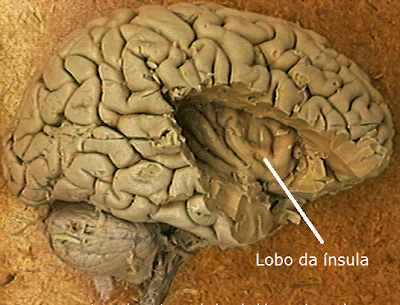 Gabriela Guarnieri Psicopedagoga: Lobos cerebrais