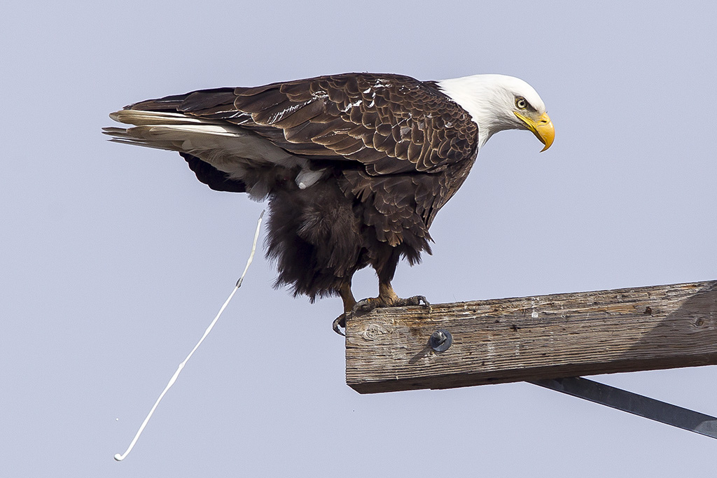 Sardonicky: The Family That's Jailed Together Stays Together